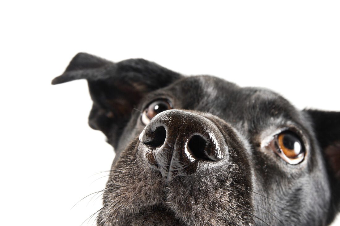 Local veterinary hospital among those taking part in anti-anxiety drug ...